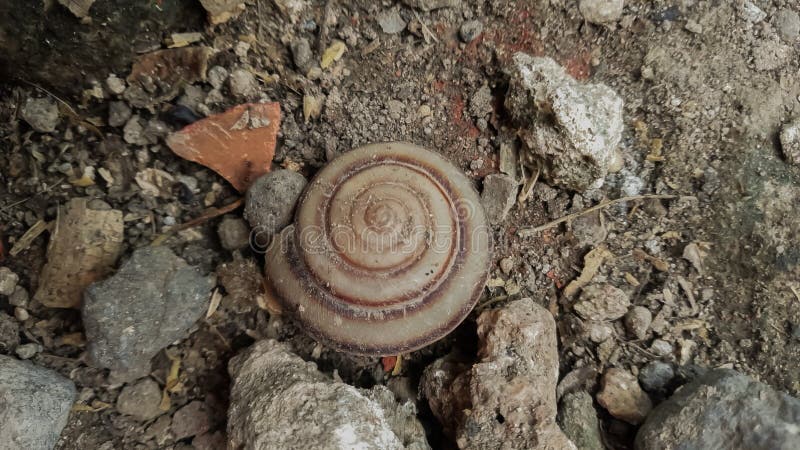 A Caterpillar Coiled Like a Snail Shell Stock Photo - Image of snail ...
