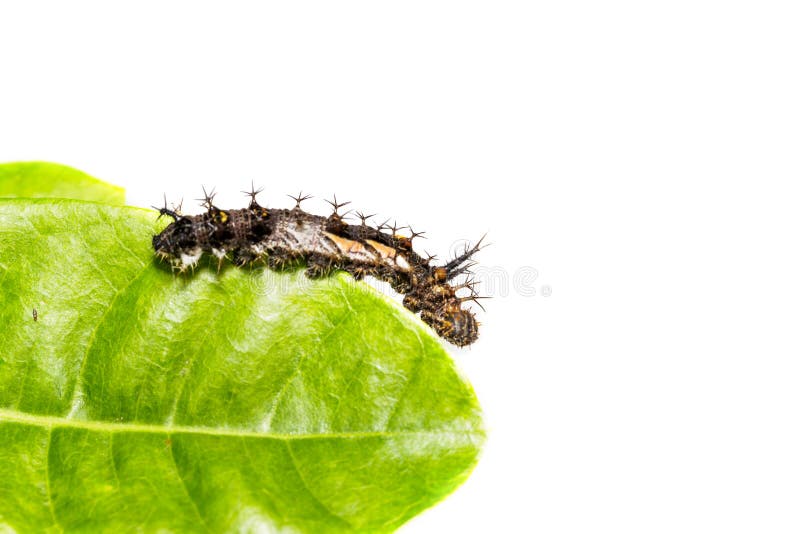 Caterpillar of the Commander Butterfly Stock Photo - Image of larva ...