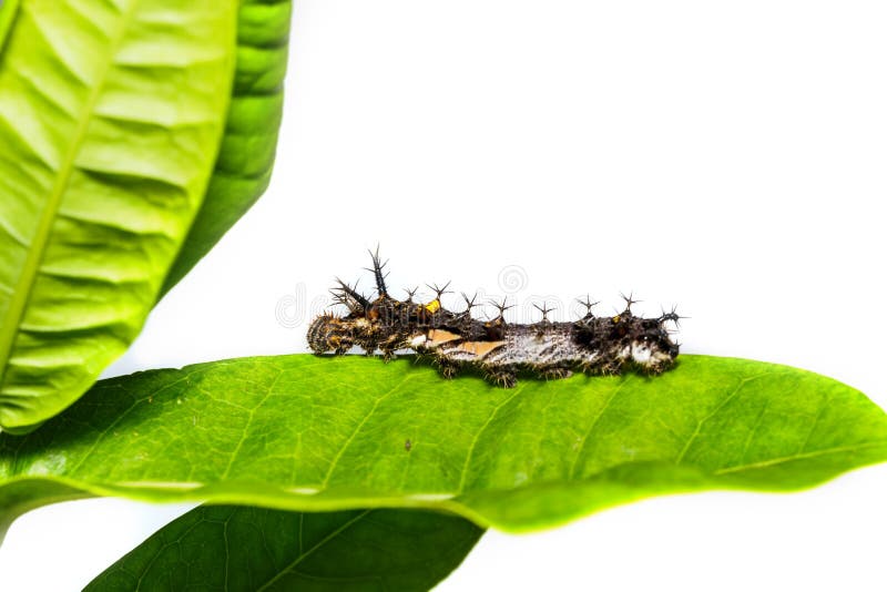 Caterpillar of the Commander Butterfly Stock Image - Image of moduza ...