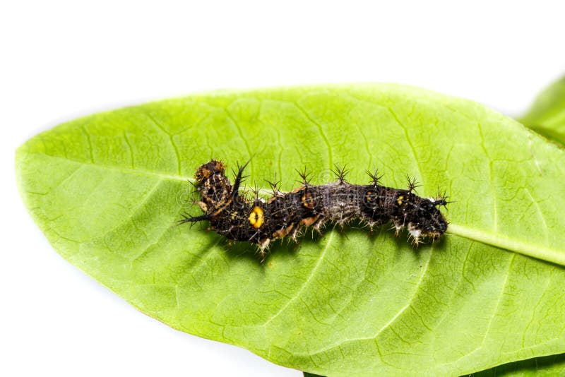 Caterpillar of the Commander Butterfly Stock Photo - Image of moduza ...