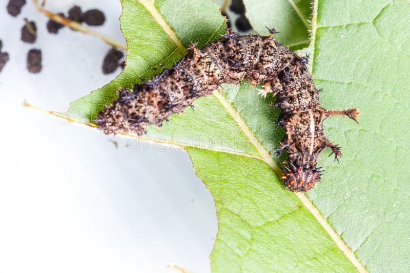 Caterpillar of Commander Butterfly , Moduza Procris Stock Image - Image ...