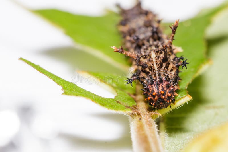 Caterpillar of Commander Butterfly , Moduza Procris Stock Photo - Image ...