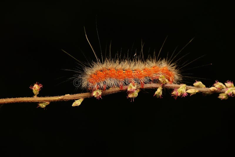 A caterpillar is crawling. stock photo. Image of beautiful - 209726776