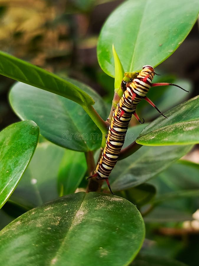 Close Up Caterpillar Crawling Good Shoot Scene of View Stock Photo ...