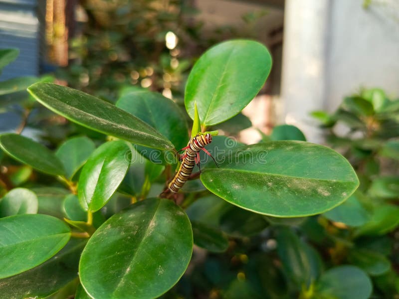 Close Up Caterpillar Crawling Good Shoot Scene of View Stock Photo ...