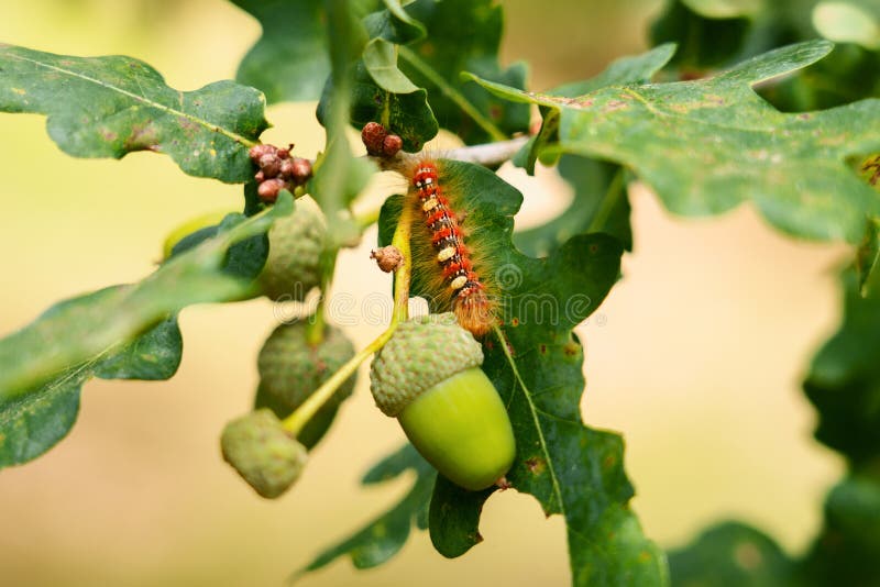 Caterpillar Crawling on Green Oak Leaf of Tree Stock Illustration - Illustration of crawling ...