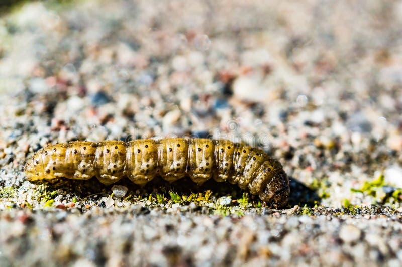 Caterpillar Crawling on the Ground during Daytime Stock Image - Image ...