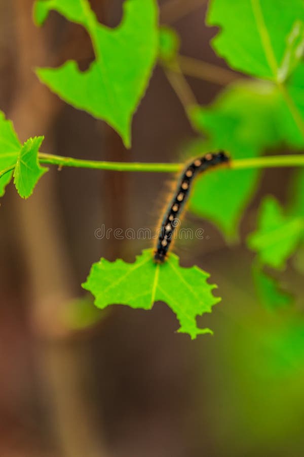 A Caterpillar is Crawling on a Leaf Stock Image - Image of lepidoptera ...