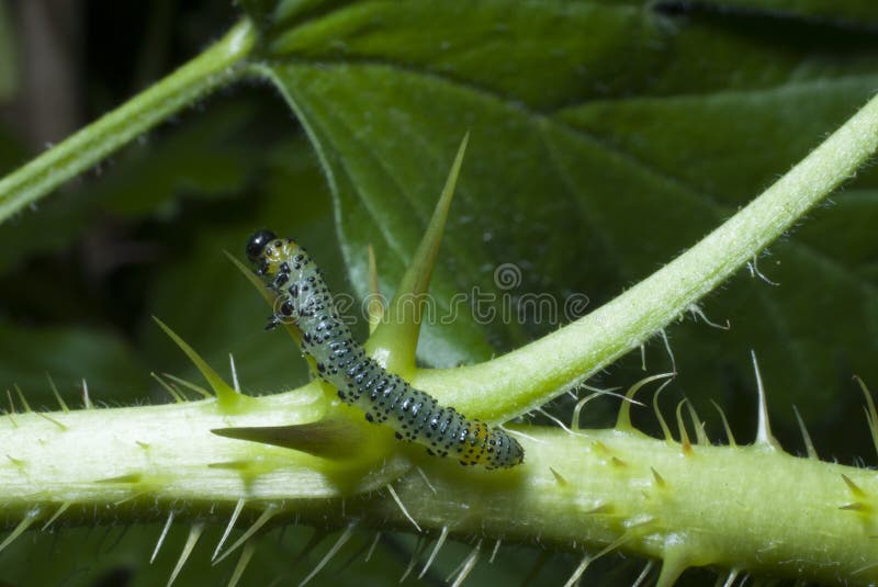 Caterpillar crawling stock image. Image of control, cabbages - 31597293