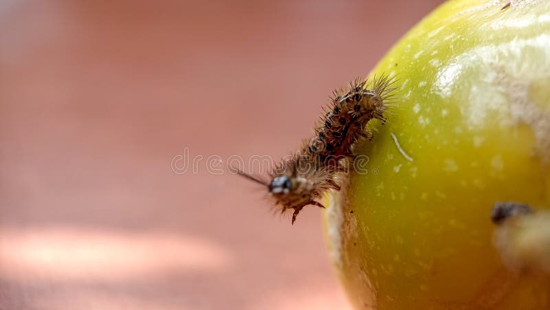 A Caterpillar Crawling on a Ripe Passion Fruit Stock Photo - Image of ...
