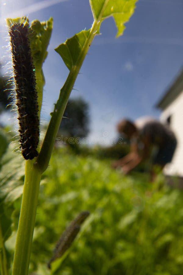 Bird Eating Caterpillar Eating Plant Stock Photos - Free & Royalty-Free ...