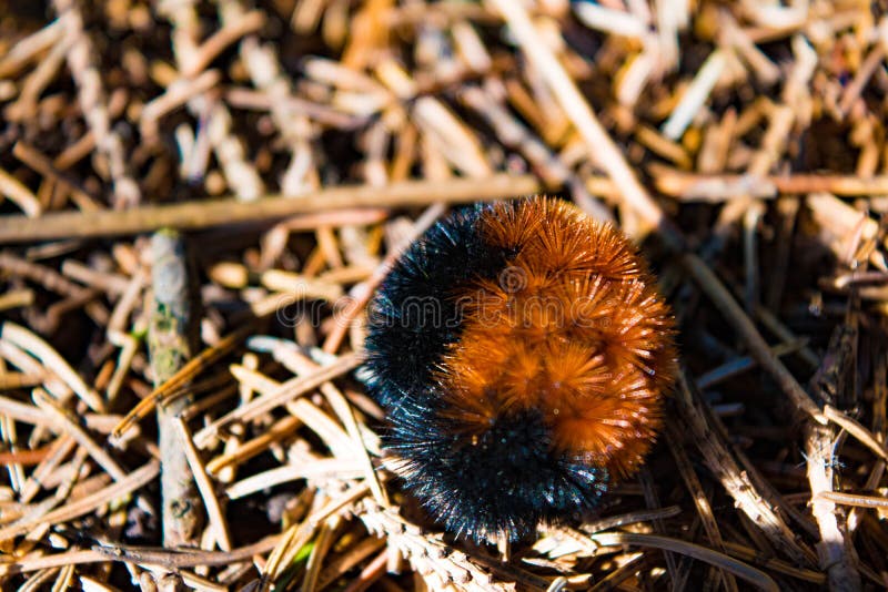 Caterpillar curled up stock image. Image of curled, insect - 145165423