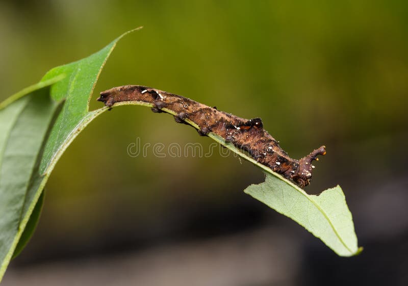 Caterpillar Da Borboleta Azul Do Begume Imagem de Stock - Imagem de ...