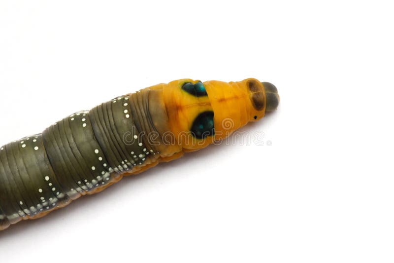 Caterpillar Daphnis Nerii on White Background Stock Photo - Image of ...