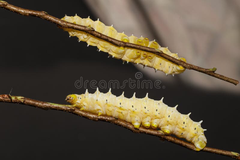 Caterpillar De La Polilla De Seda Del Eri Imagen de archivo - Imagen de ...