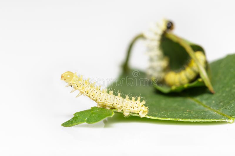 Caterpillar De La Polilla De Seda Del Eri Imagen de archivo - Imagen de ...