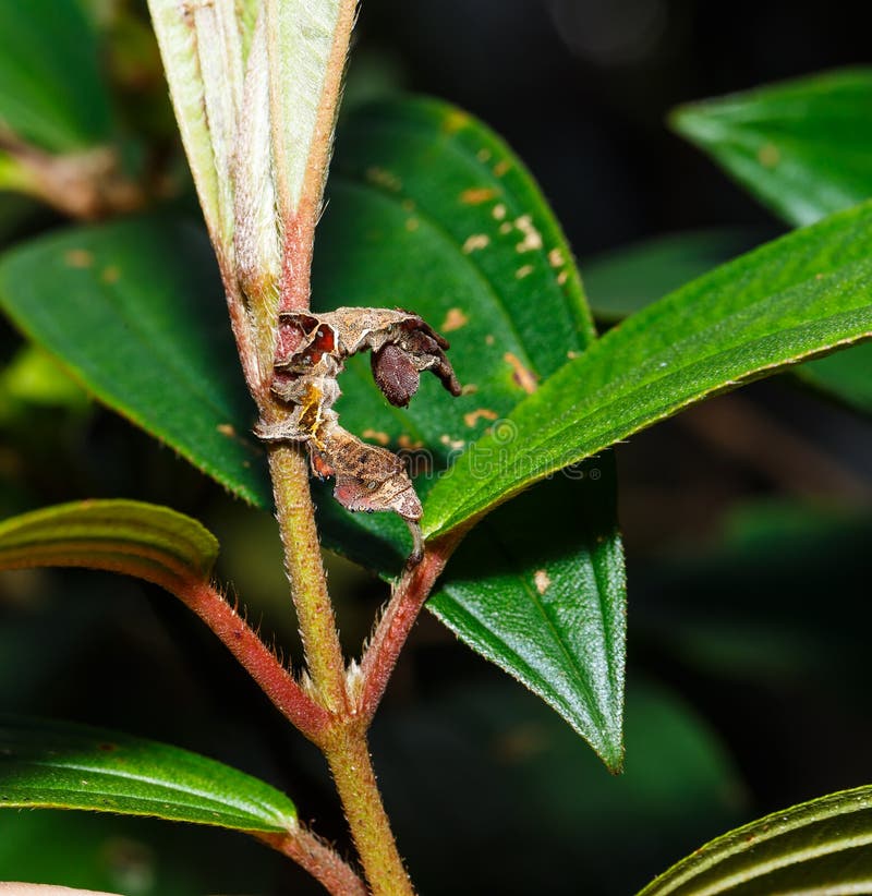 Caterpillar Del Bombycidae De La Polilla De Seda Foto de archivo ...