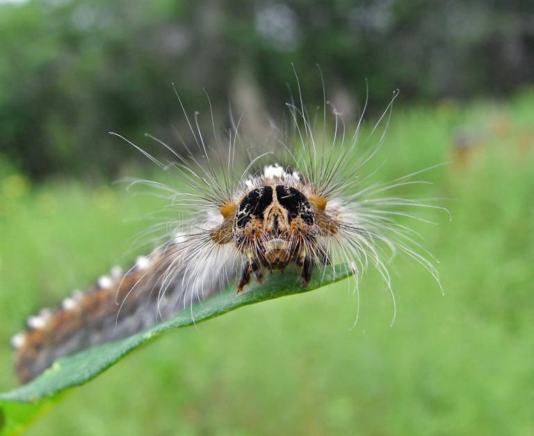1,547 Caterpillar Face Stock Photos - Free & Royalty-Free Stock Photos ...