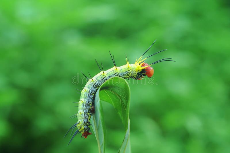 Caterpillar Dudusa Nobilis Moth Stock Photo - Image of moth, poison ...
