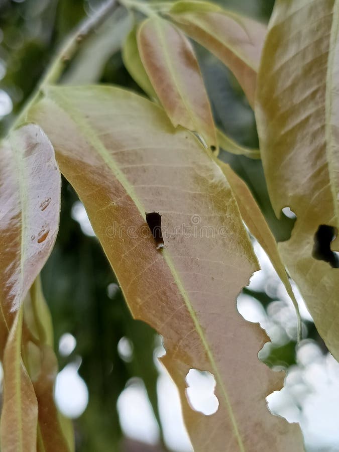 A Caterpillar Eat Young Leaf Stock Photo - Image of autumn, plant ...