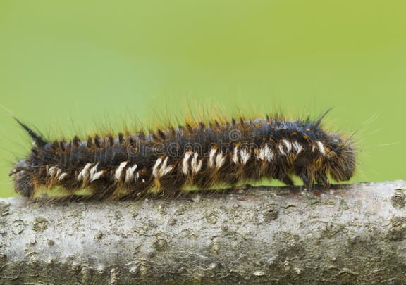 Caterpillar Econopred Herbal Euthrix Potatoria Stock Image - Image of ...