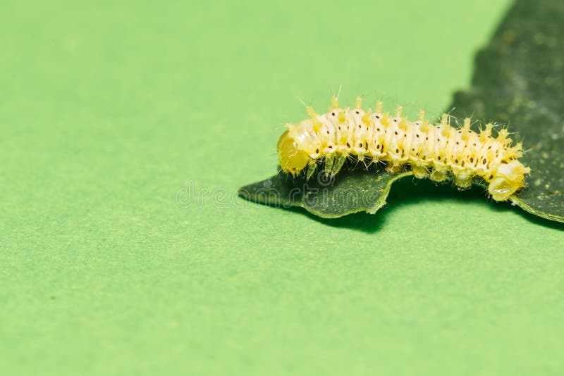 Caterpillar of Eri Silk Moth on Leaf Stock Image - Image of ricini ...
