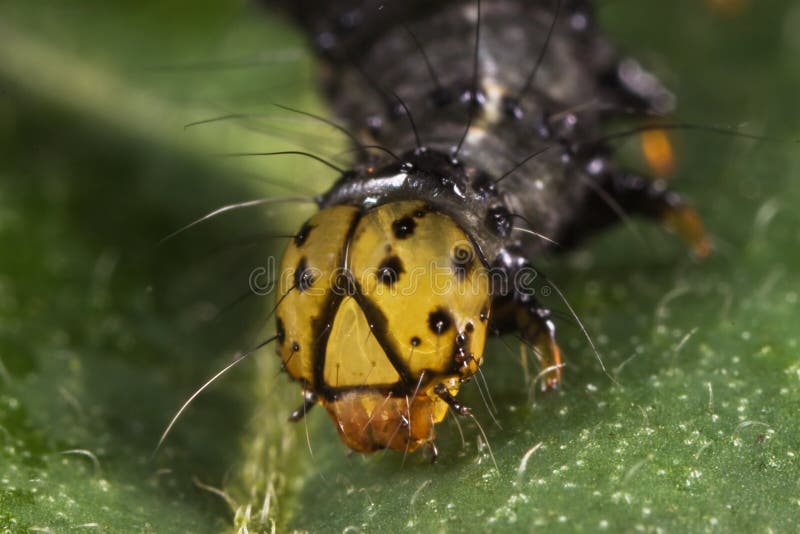 Caterpillar face closeup stock image. Image of animal - 8628239