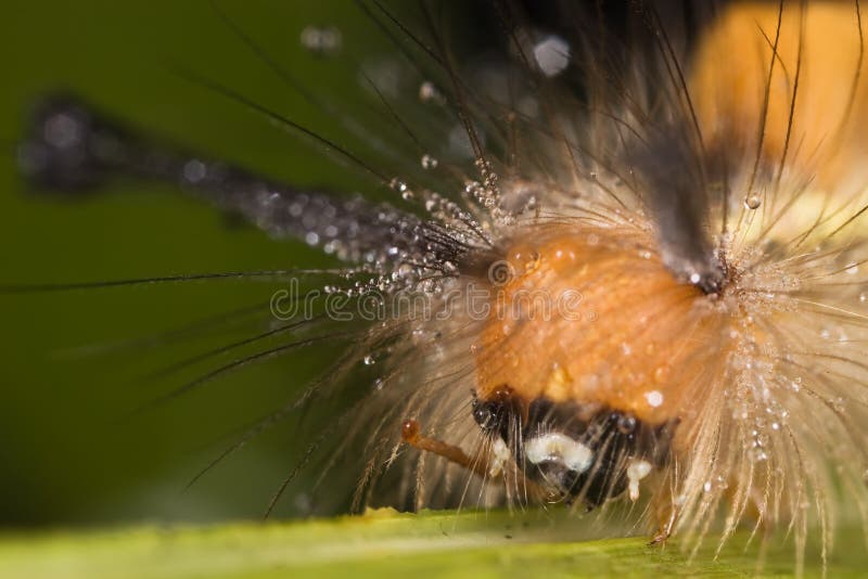 Caterpillar face closeup stock photo. Image of flora, eating - 8628342