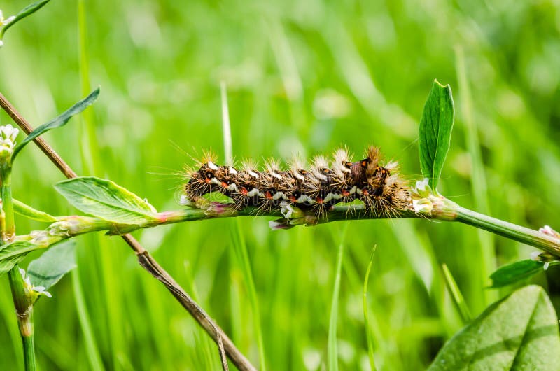 A caterpillar in a field stock photo. Image of hanging - 248699260