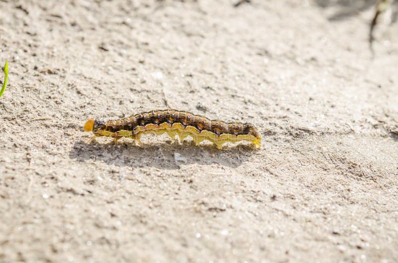 A caterpillar in a field stock image. Image of beauty - 248699315