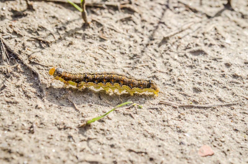 A caterpillar in a field stock image. Image of growth - 248699379