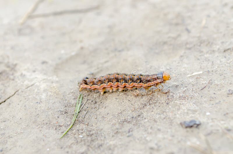 A caterpillar in a field stock photo. Image of entomology - 248699424