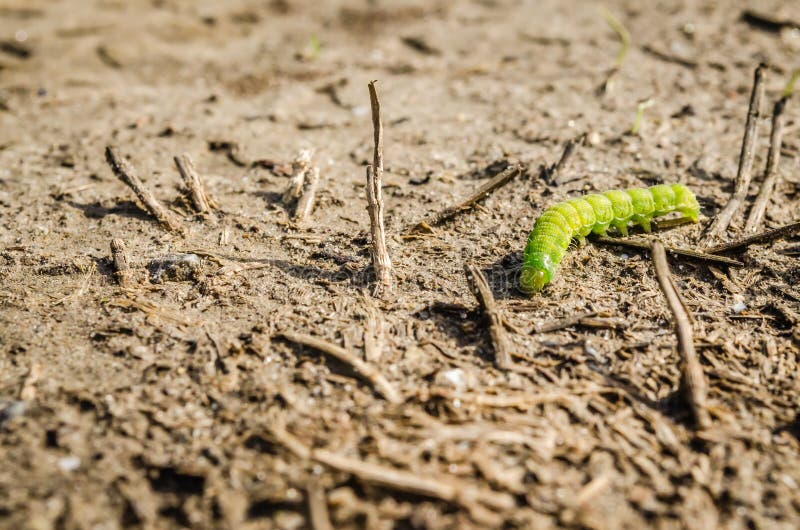 A caterpillar in a field stock photo. Image of climbing - 248699476