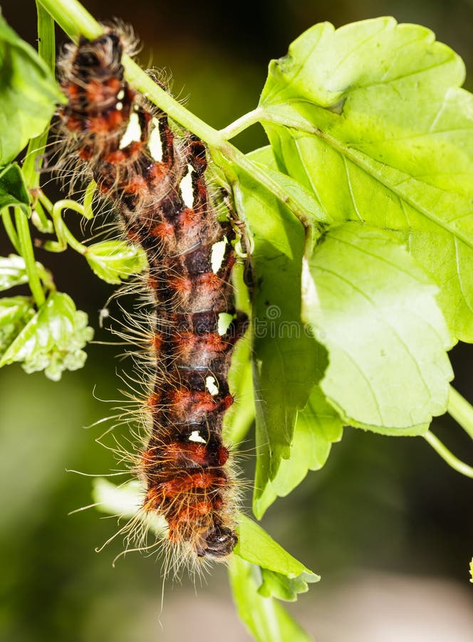 Caterpillar of Golden Emperor Moth Stock Photo - Image of hairy ...