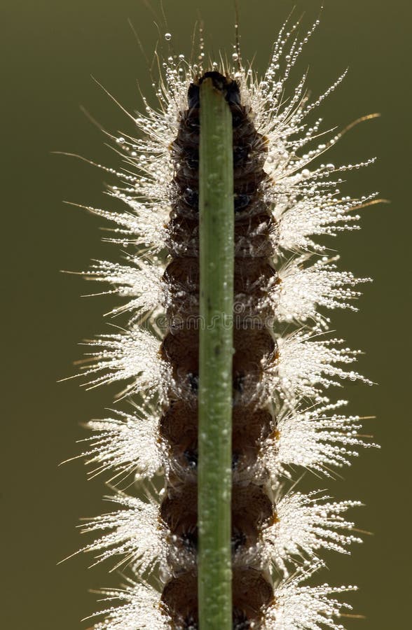 Caterpillar on grass stock photo. Image of dewy, animal - 12643230