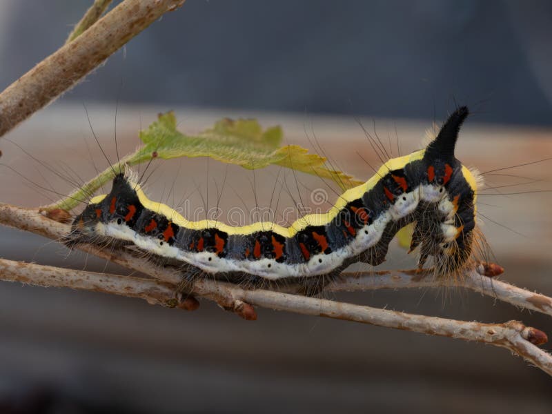Caterpillar of a Gray Dagger Moth Stock Photo - Image of wildlife, grey ...