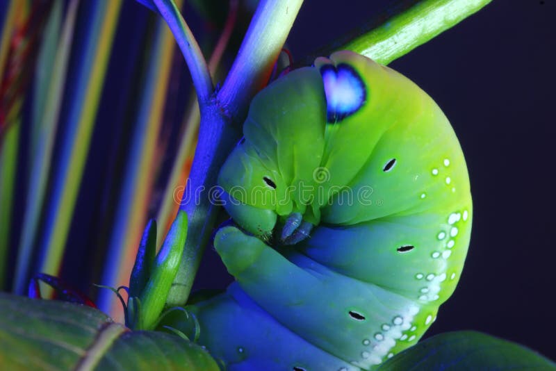 Caterpillar stock image. Image of entomology, cockroach - 46324263