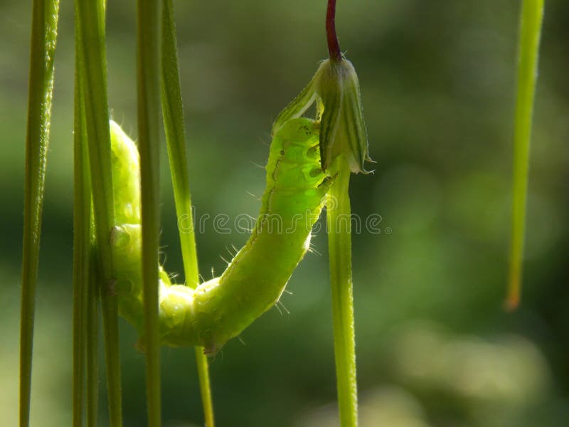 Caterpillar stock image. Image of nature, locust, plant - 100915199