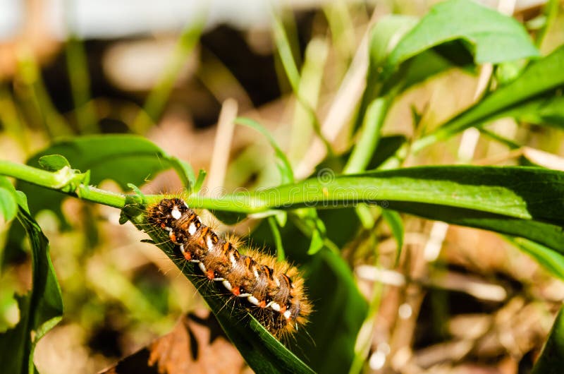 Caterpillars in Their Natural Environment - Close Up Stock Photo ...