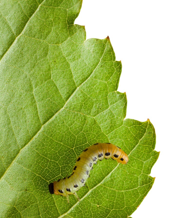 Caterpillar on green leaf stock image. Image of caterpillar - 31582957