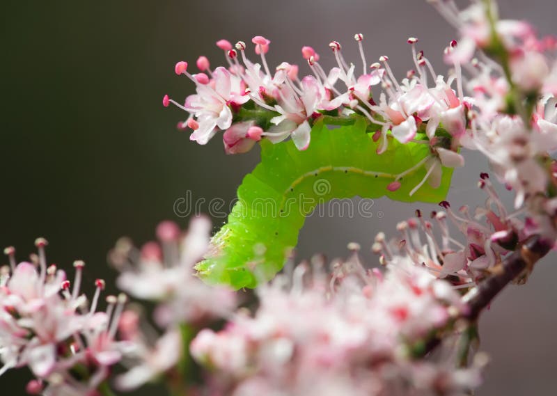 Caterpillar stock photo. Image of tree, blossom, macro - 54092948