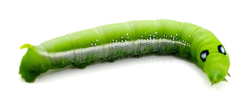 Caterpillar. Hair, worm. stock image. Image of wildlife - 192541767