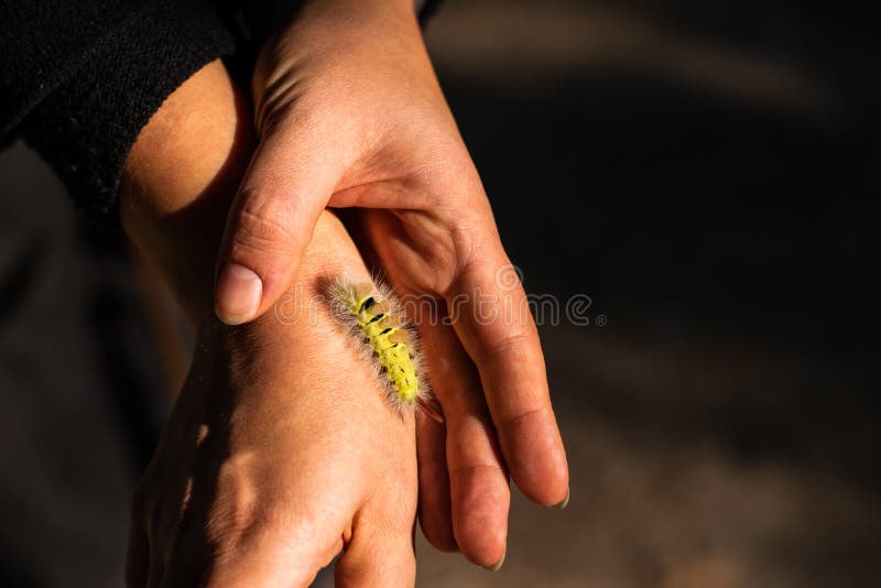 Caterpillar on a hand stock photo. Image of cocoon, macro - 128363288