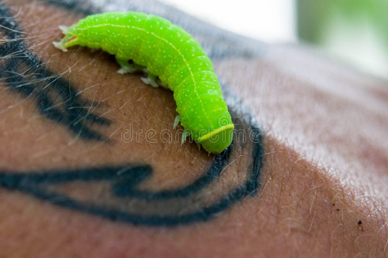 Caterpillar in hand stock photo. Image of insect, single - 76532204