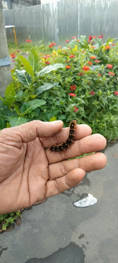 A Caterpillar in Hand is Walking Stock Photo - Image of plant, grass ...