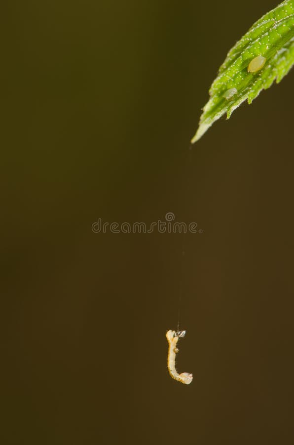 Caterpillar Hanging from a Leaf with Aphids by Its Silk Thread. Stock ...