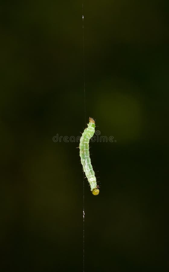 Caterpillar Hanging on Thread Stock Image - Image of brumata, moth ...