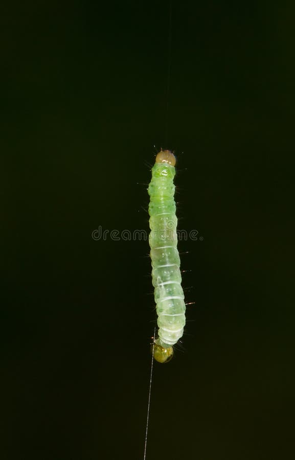 Caterpillar Hanging on Thread Stock Image - Image of moth, winter: 72508429