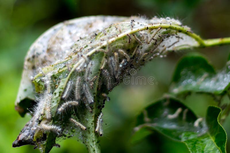 Caterpillar Hatching on Leaf Spring Rain Stock Image - Image of leaf ...