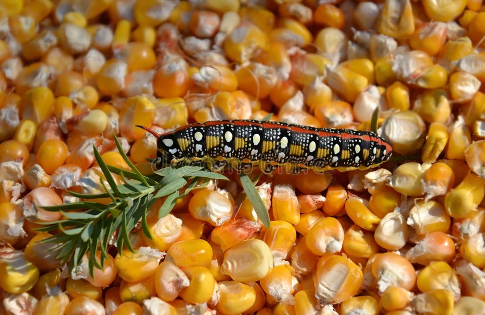 Caterpillar hawk stock image. Image of animal, field - 47208479